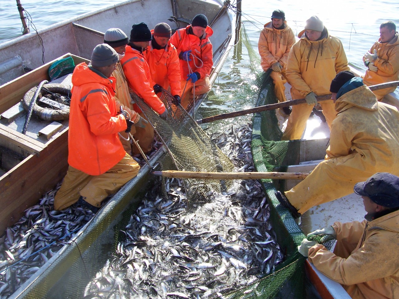 Sampling | Fisheries Data Collection Framework - Poland